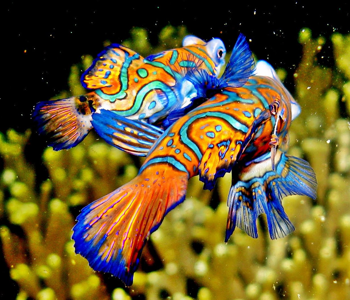 Beautiful Creatures of the sea Photos and information about sea creatures