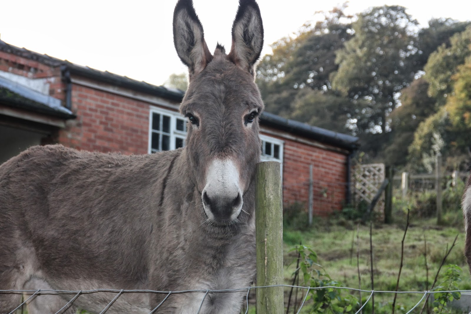 Cute Donkey Pictures!!!