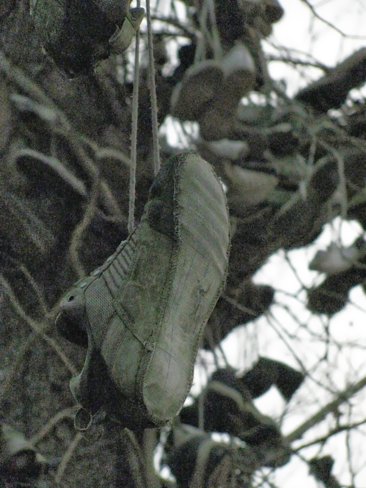 Shoe Tree In Indiana Tree Indiana Shoe Milltown Eerie Places Famous ...