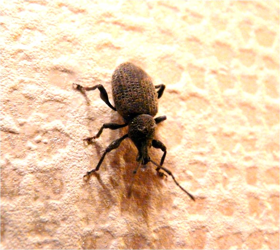 Insects of Scotland: Other Beetles