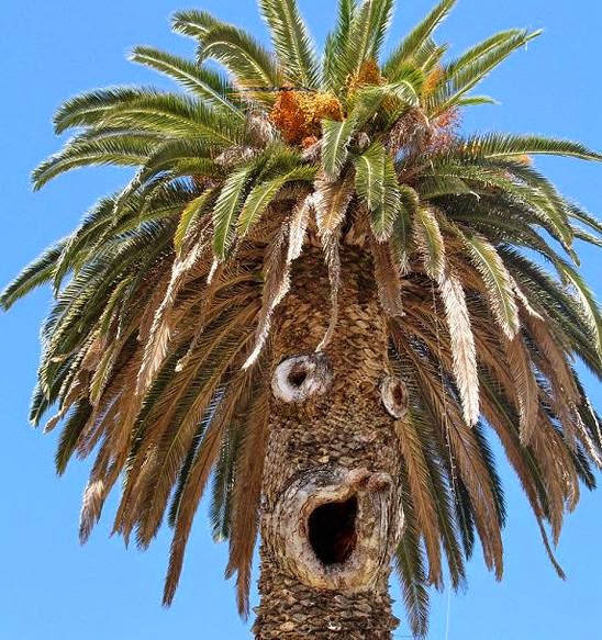 funny absurd: funny tree