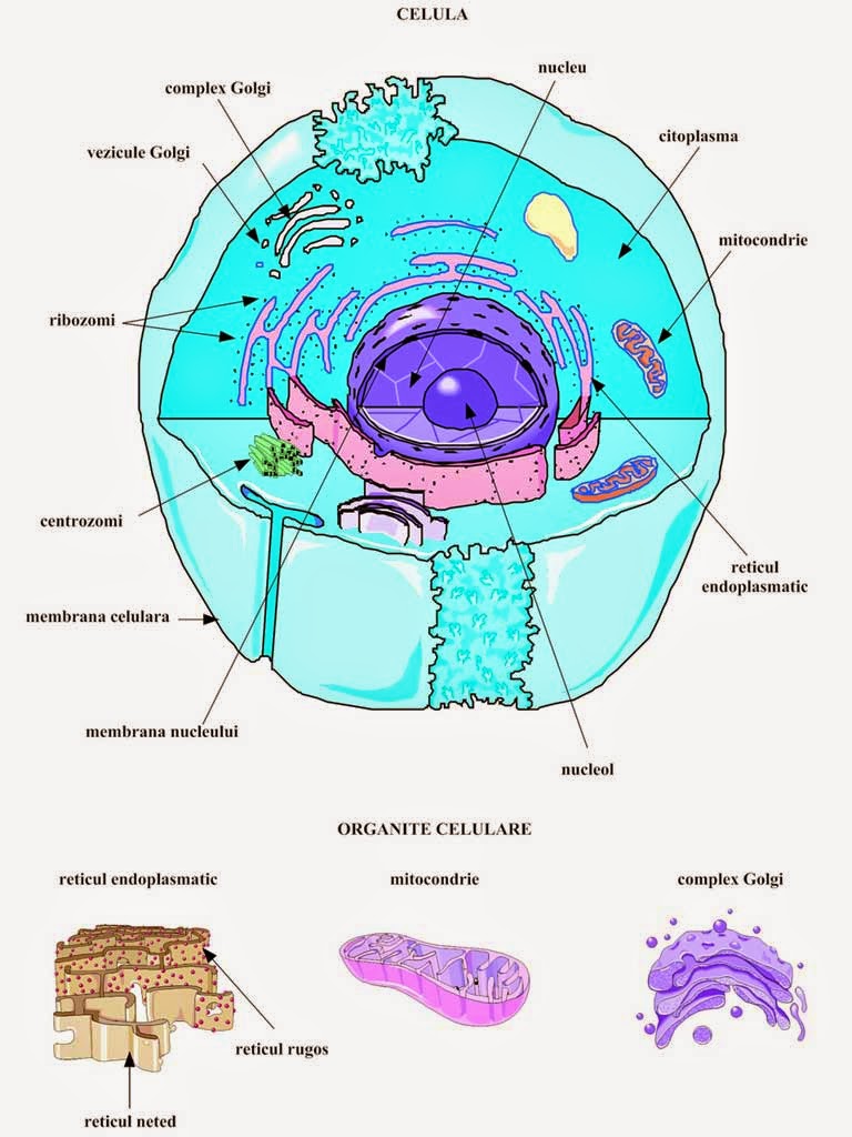 Interiorul corpului uman: Celule si tesuturi