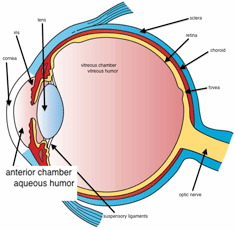farid: AQUEOUS HUMOUR OF EYE