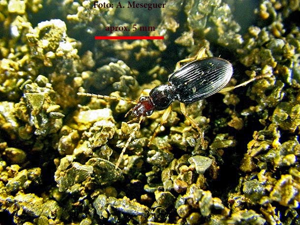 espeleobloc: Una nova especie de coleòpter troglobi del Marroc