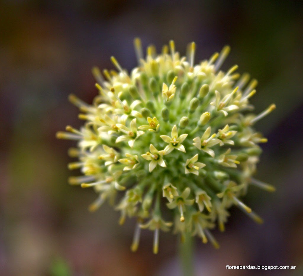 Flores de Paso Córdoba: Primavera 2014