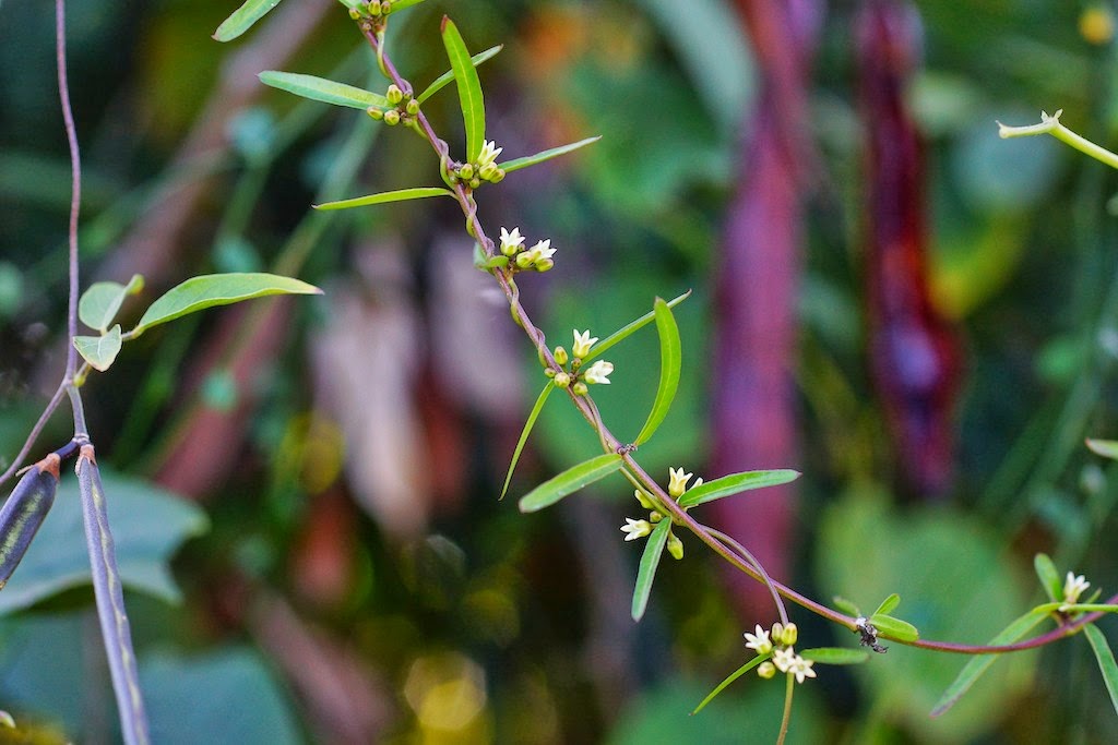 Flora de Puerto Rico Ilustrada Papo Vives: APOCYNACEAE METASTELMA LINEARE