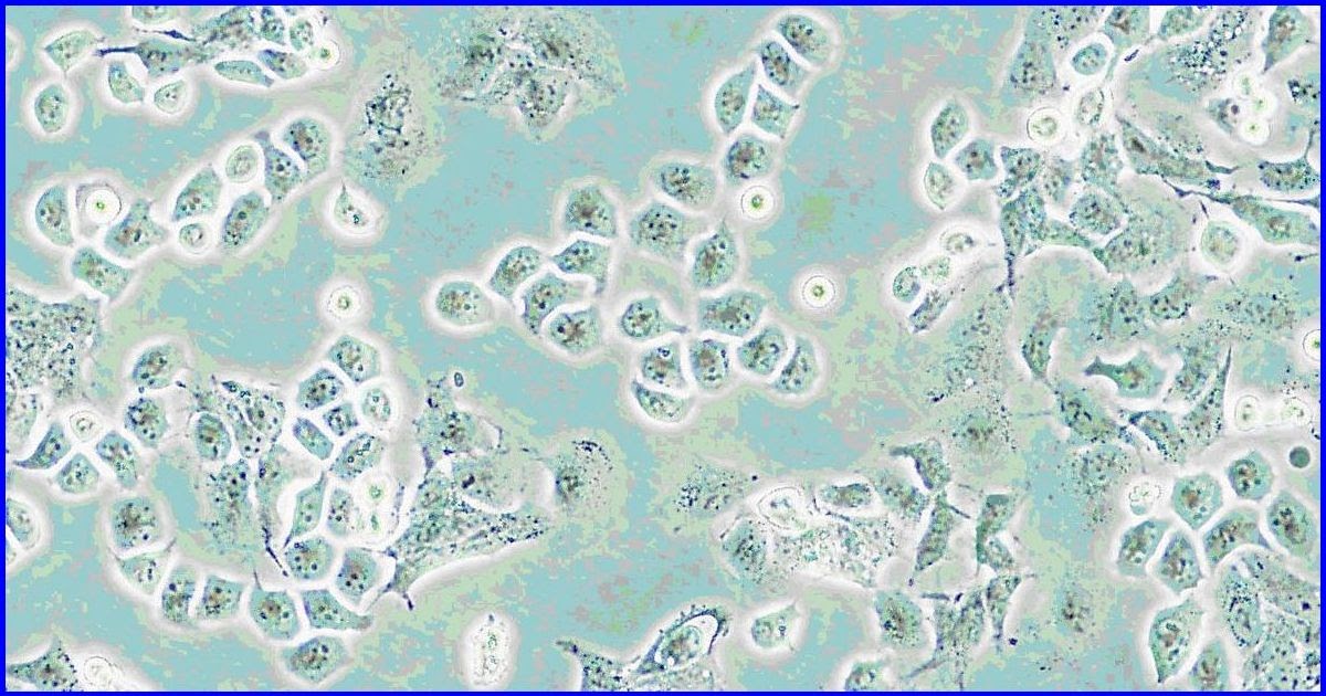 Cancer Cell Line Encyclopedia (CCLE) Available Free To Public As ...