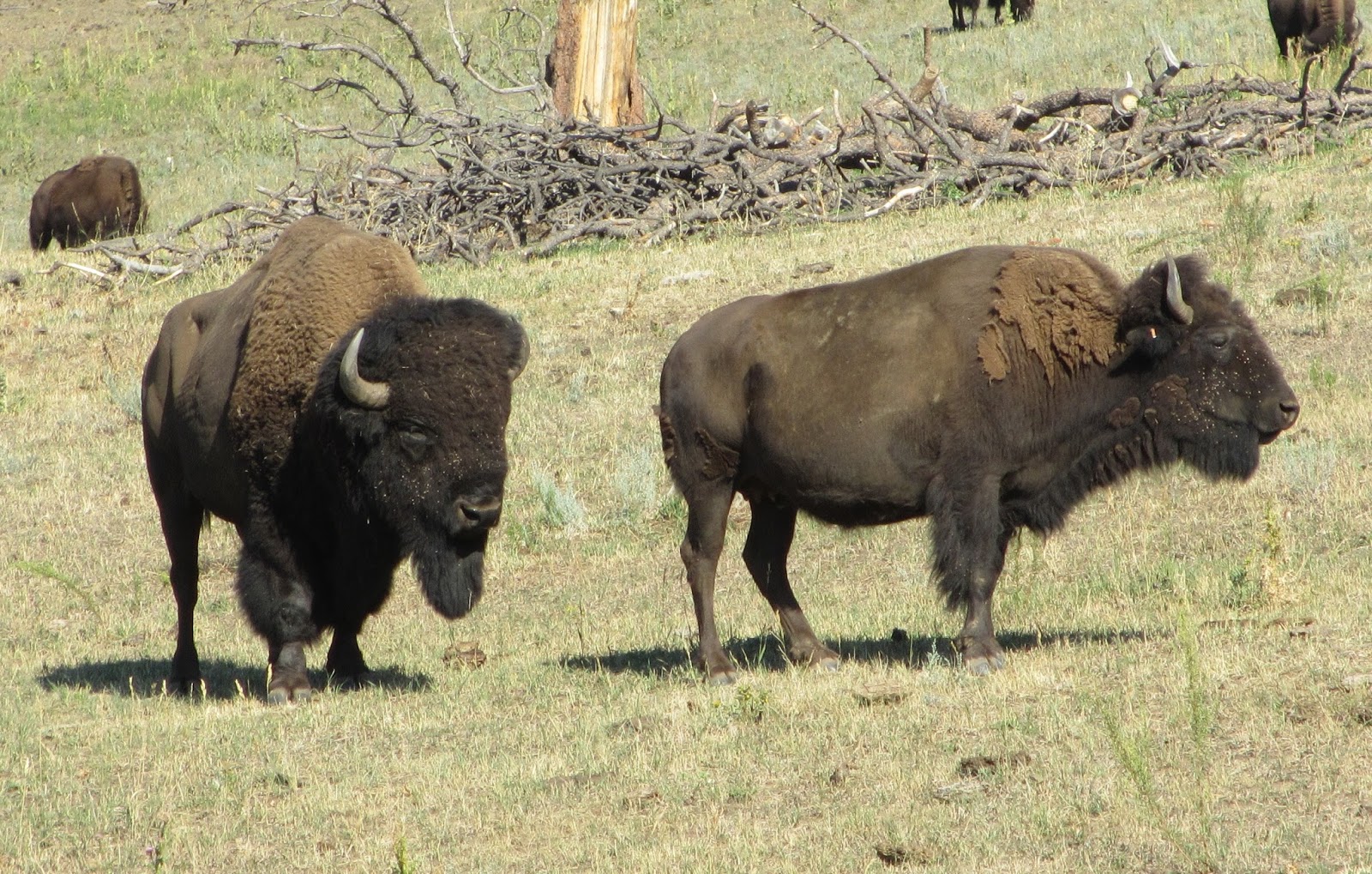 Cannundrums: Buffalo Short Ribs - Sous Vide