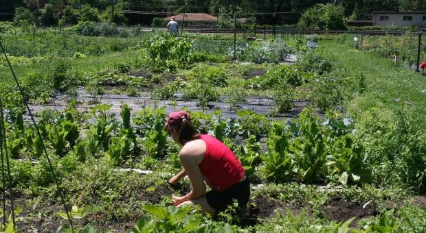 Community Backyard: What can you do in a Community Plot?