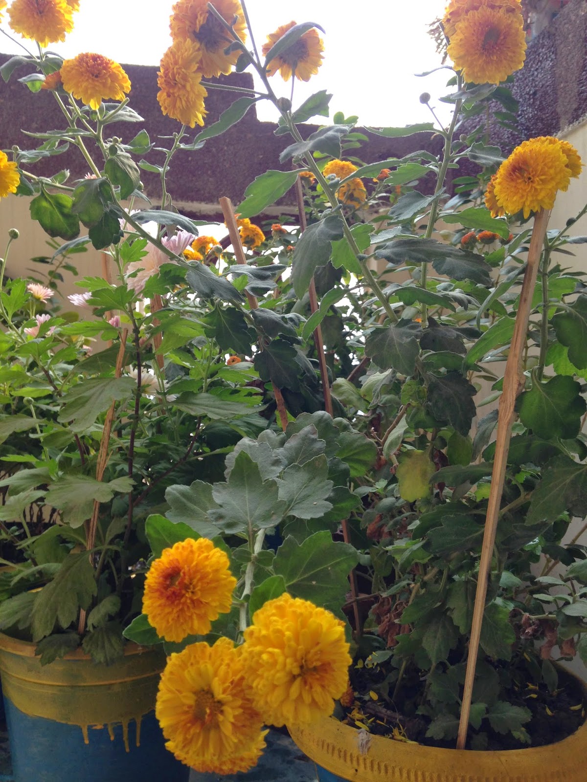 Hi I am Kaivi..: Blooming Mum's (Guldawari) In my Delhi Balcony