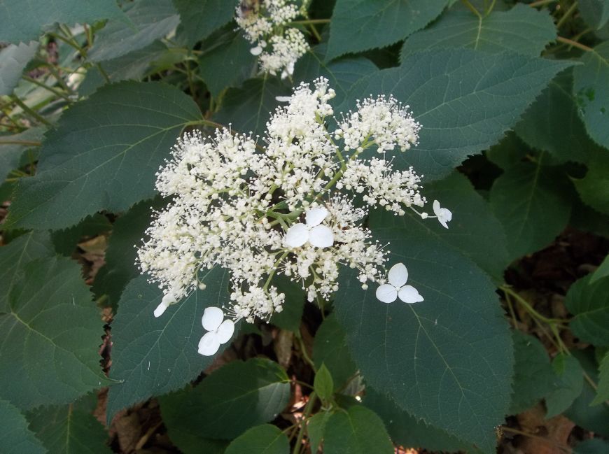 Future Plants by Randy Stewart: Hydrangea - Other Species