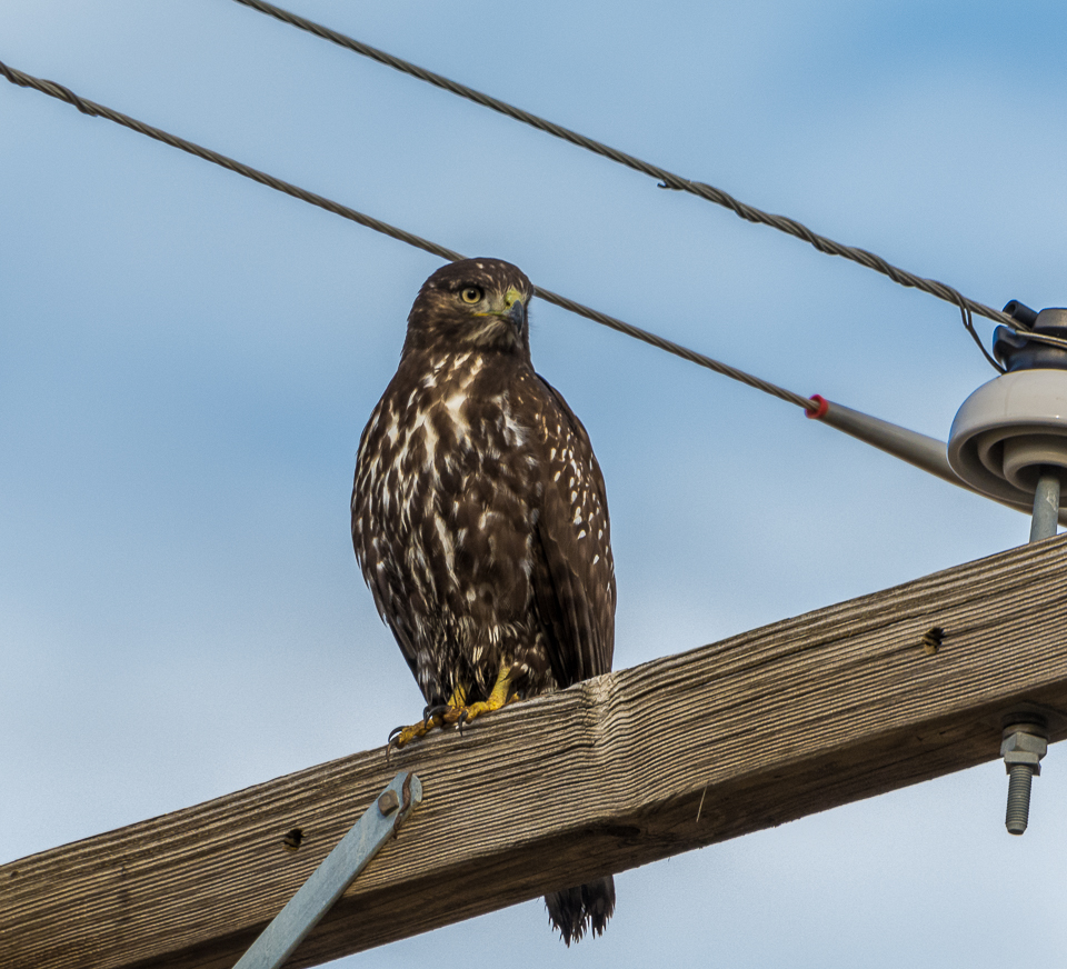 NeoVista Birds and Wildlife: Harlan's Hawk: Winter 2013/14 Re-cap