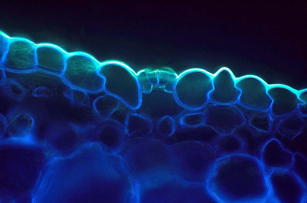 Beyond the Human Eye: Plant Cuticles