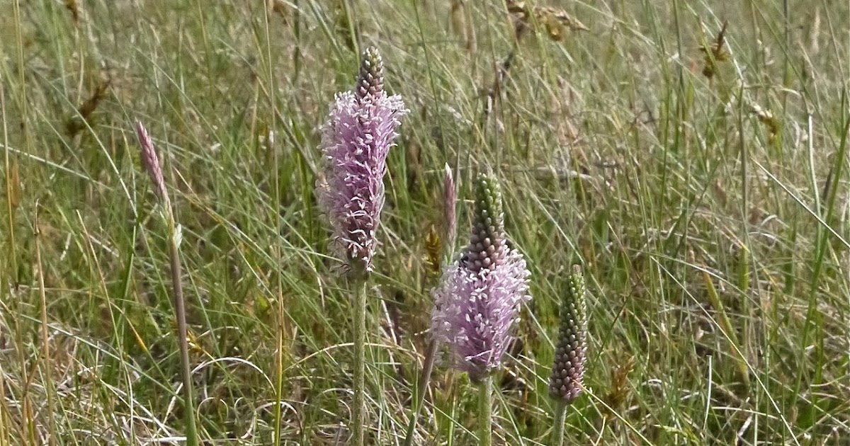 Northwest Norfolk Naturalists: Hoary Plantain, Meadow Barley and Annual ...