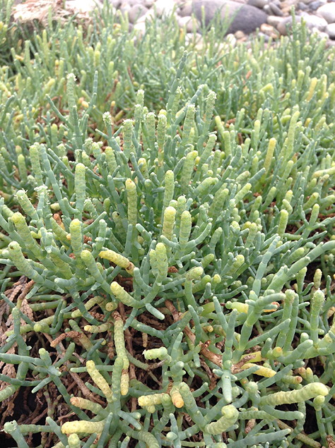 Rusty Ring: Hermitcraft: Pickleweed