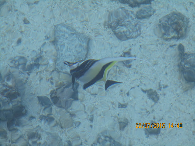 Go with Henry: Stunning Blue Bay Marine park