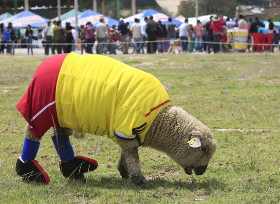 What if there's World Cup for sheep? | inside World Soccer
