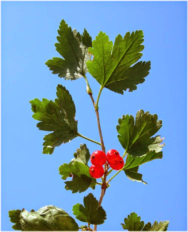 Turismo Abaurrea: Grosellero Alpino