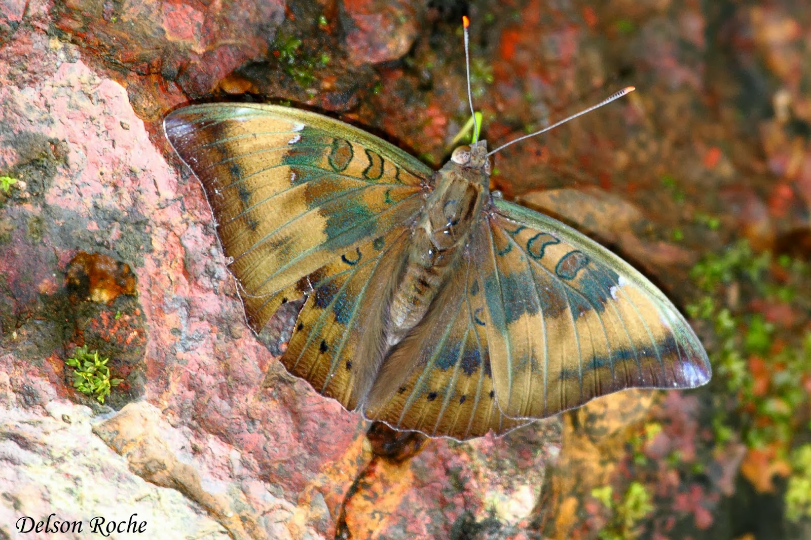Friendly Animals: Common Baron