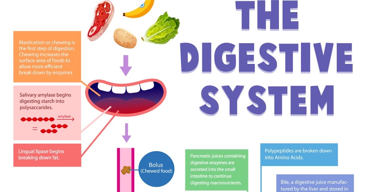 Consoli´s blog: DIGESTION AND DIGESTIVE SYSTEM
