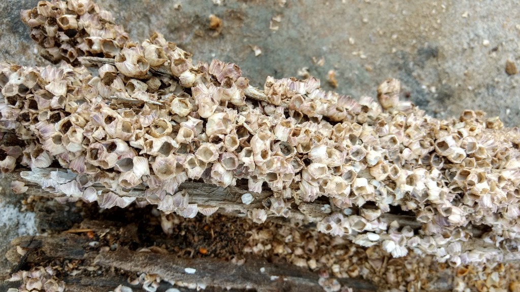 Queensland Coast: Salt Pans of Wunjunga