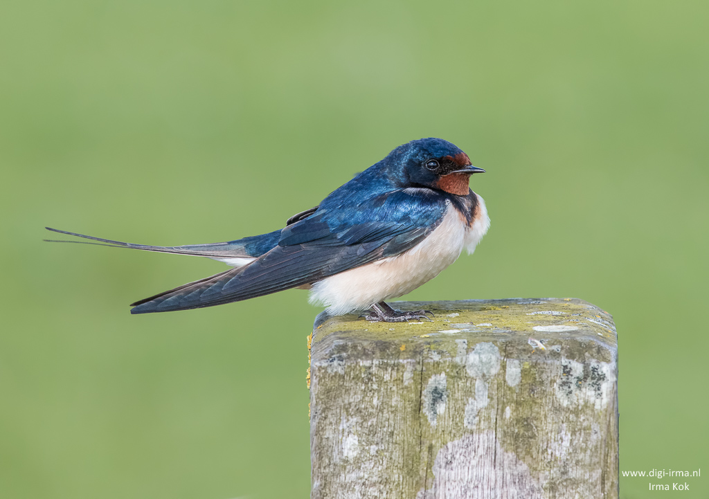 Irma's Natuurbeleving : Huiszwaluw en Boerenzwaluw