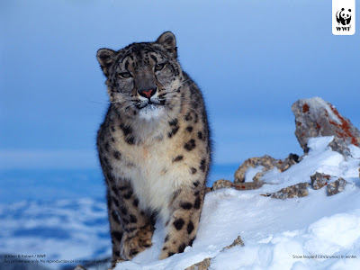 Snow Panthers Dangerous Animal | All Wildlife Photographs