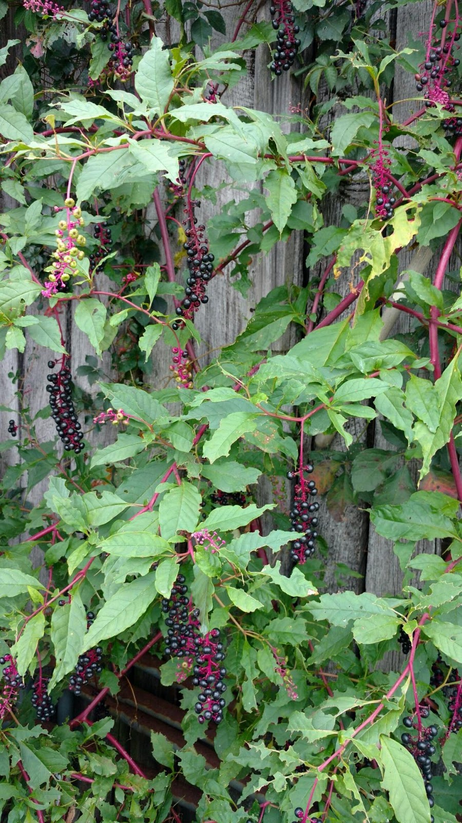 Switzerite: Fermented Pokeberry Ink