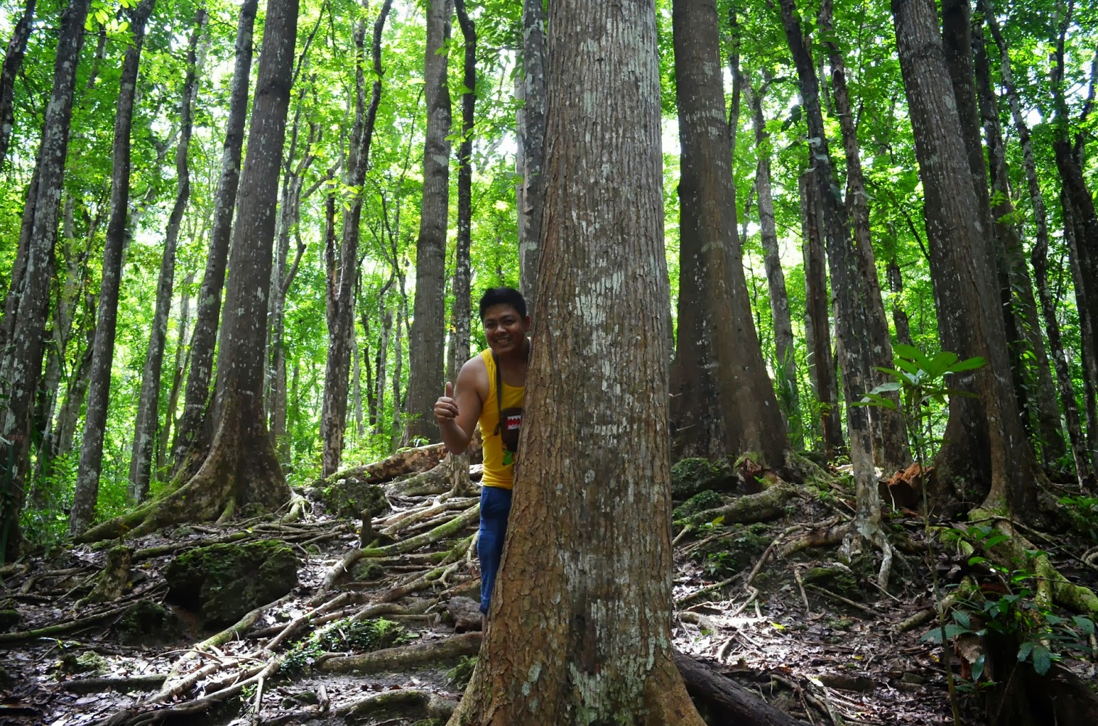 Exploring Bohol: The Man-Made Forest