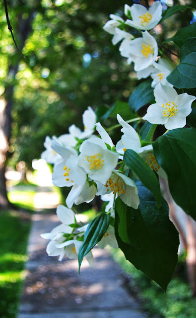 Boise, Idaho : Idaho State Flower