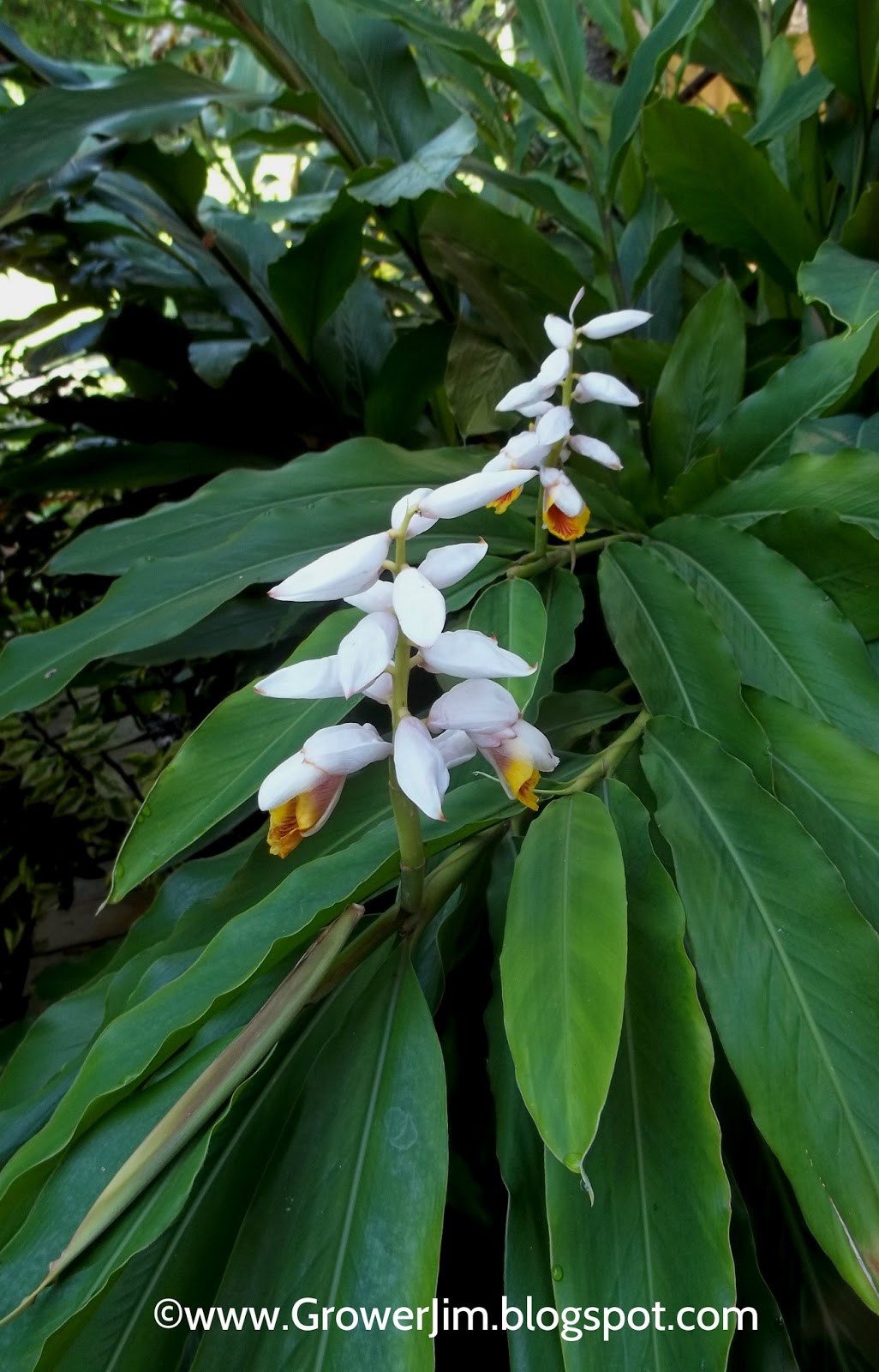 Alpinia nutans - Alchetron, The Free Social Encyclopedia