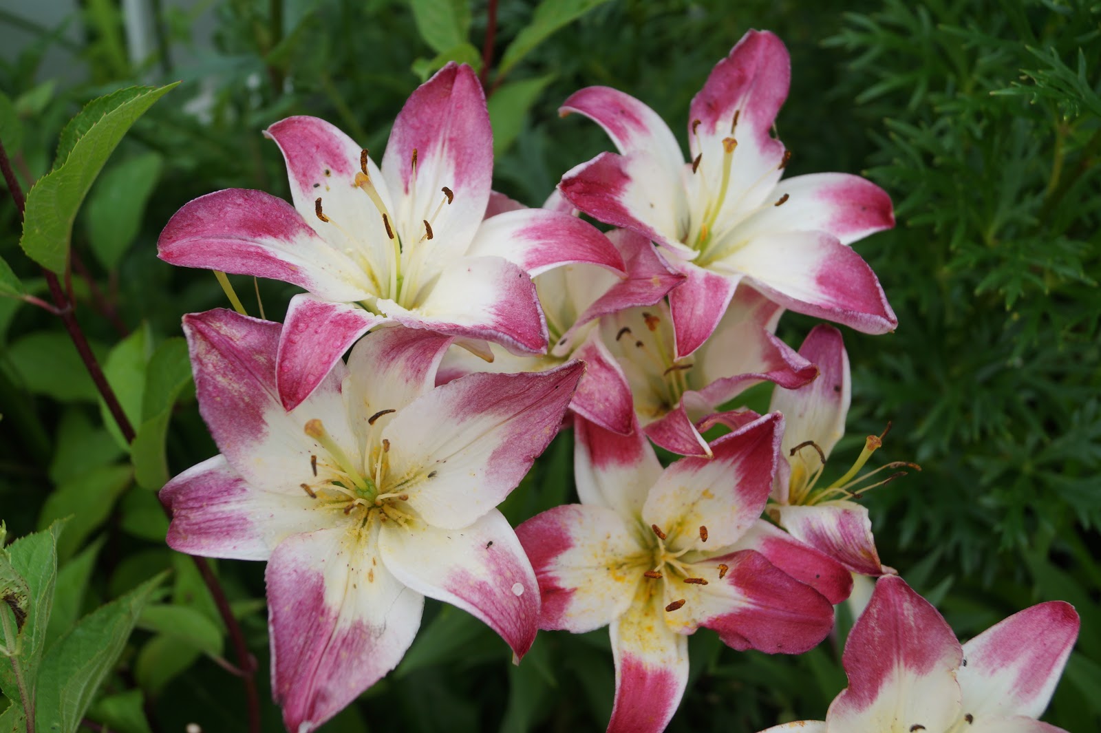 Lillians hage: Liljer i strålende farger!