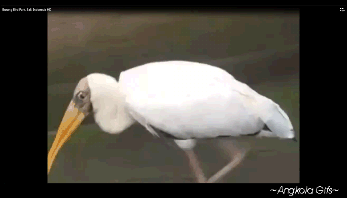 Animation Wallpaper: Animasi Taman Burung Bali - Gif