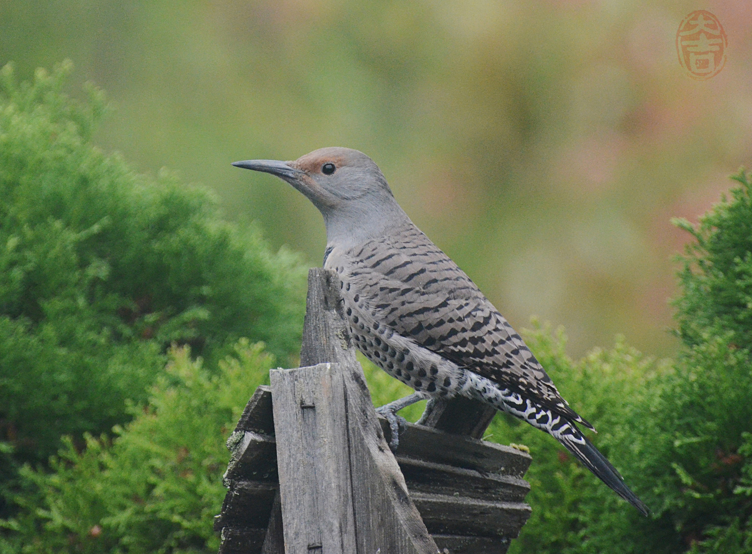 Oregon Backyard Birds, etc.: Northern Flicker and Varied Thrush