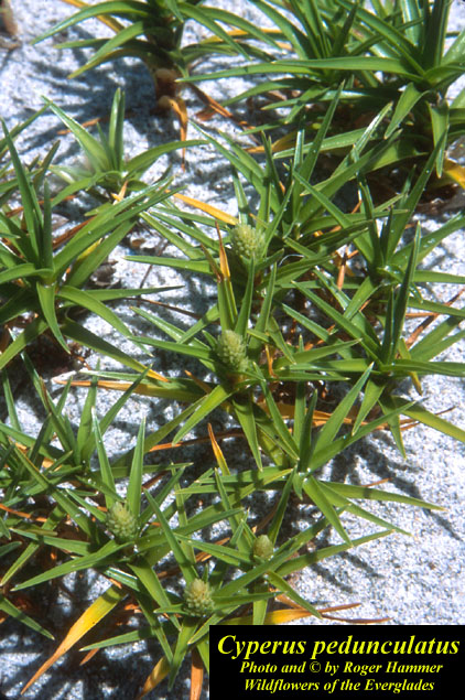 PLANT FAMILIES OF PUERTO RICO AND FLORIDA PAPO VIVES: CYPERACEAE SERIE ...
