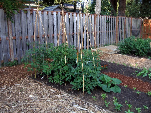 Campbell Community Garden: Training Tomato Plants