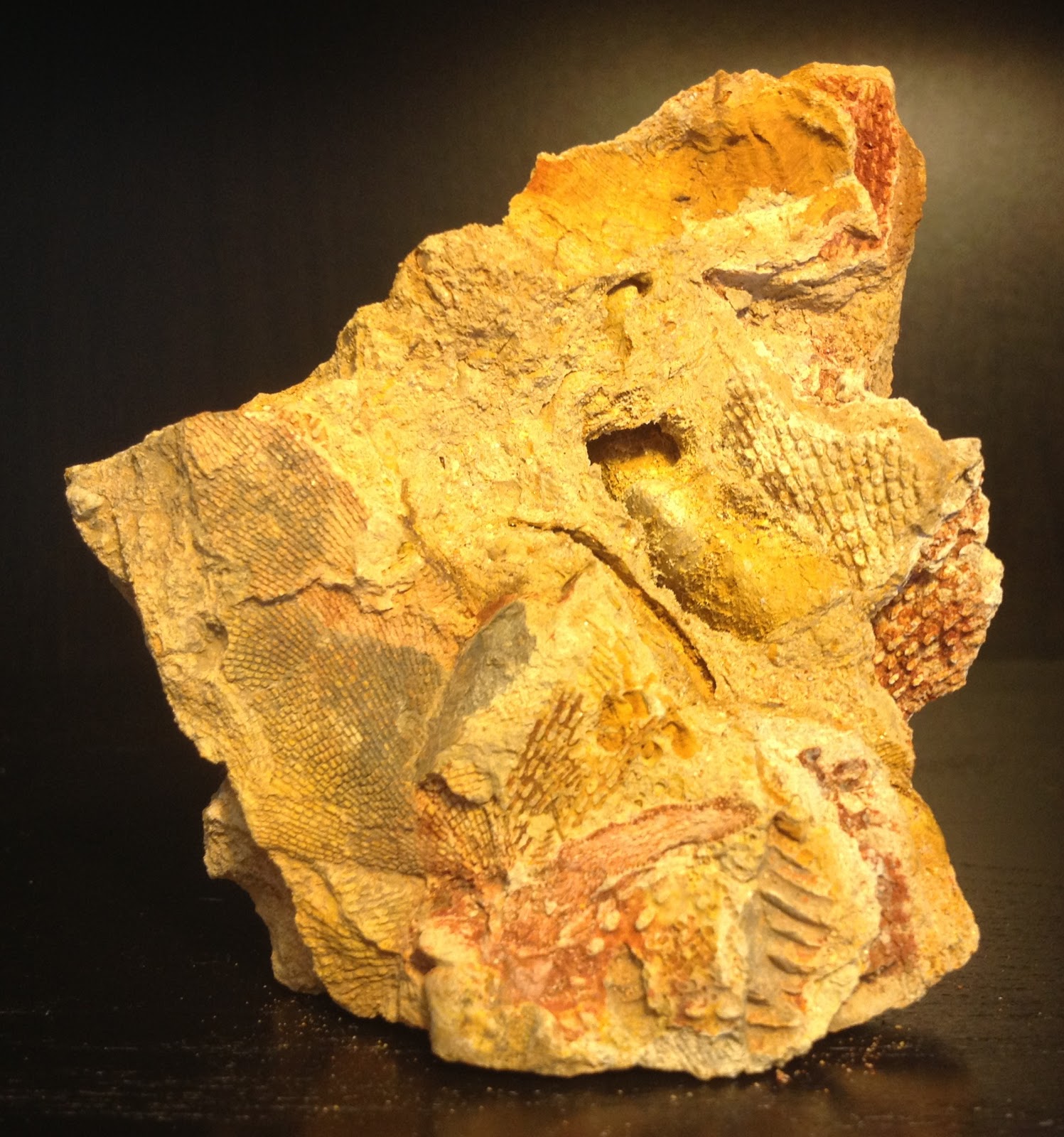 Permian Fossils of the Hunter Valley