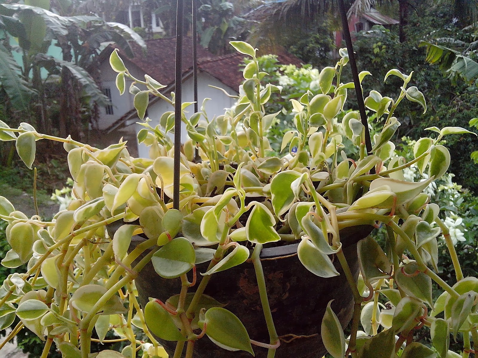 Endah Murniyati's Journey: PEPEROMIA NITIDA VARIEGATA