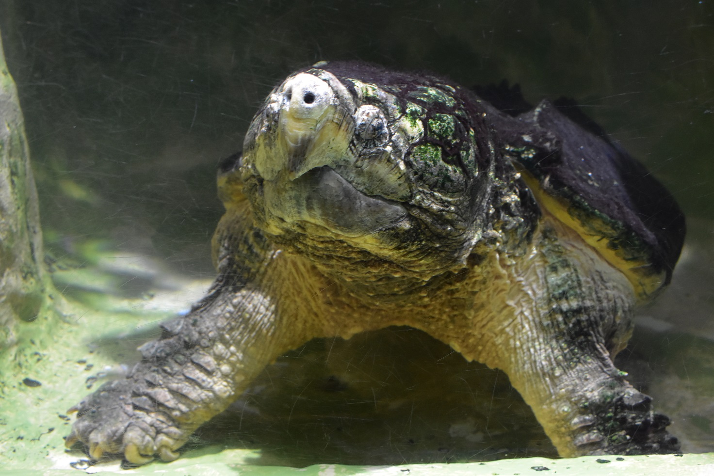 ZOOTOGRAFIANDO (6.100 ANIMALS): TORTUGA ALIGATOR / ALLIGATOR SNAPPING ...