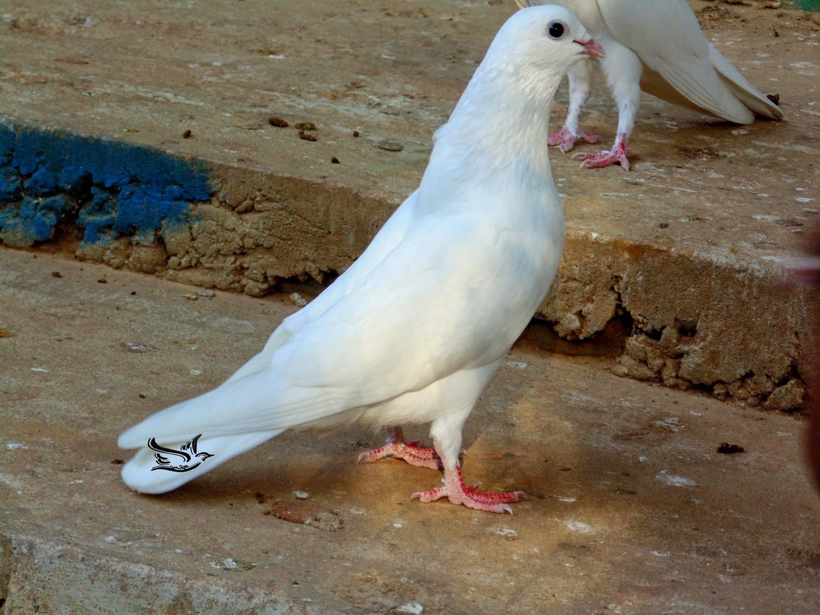 High flying Pigeon | WELCOME TO PIGEON LOVERS