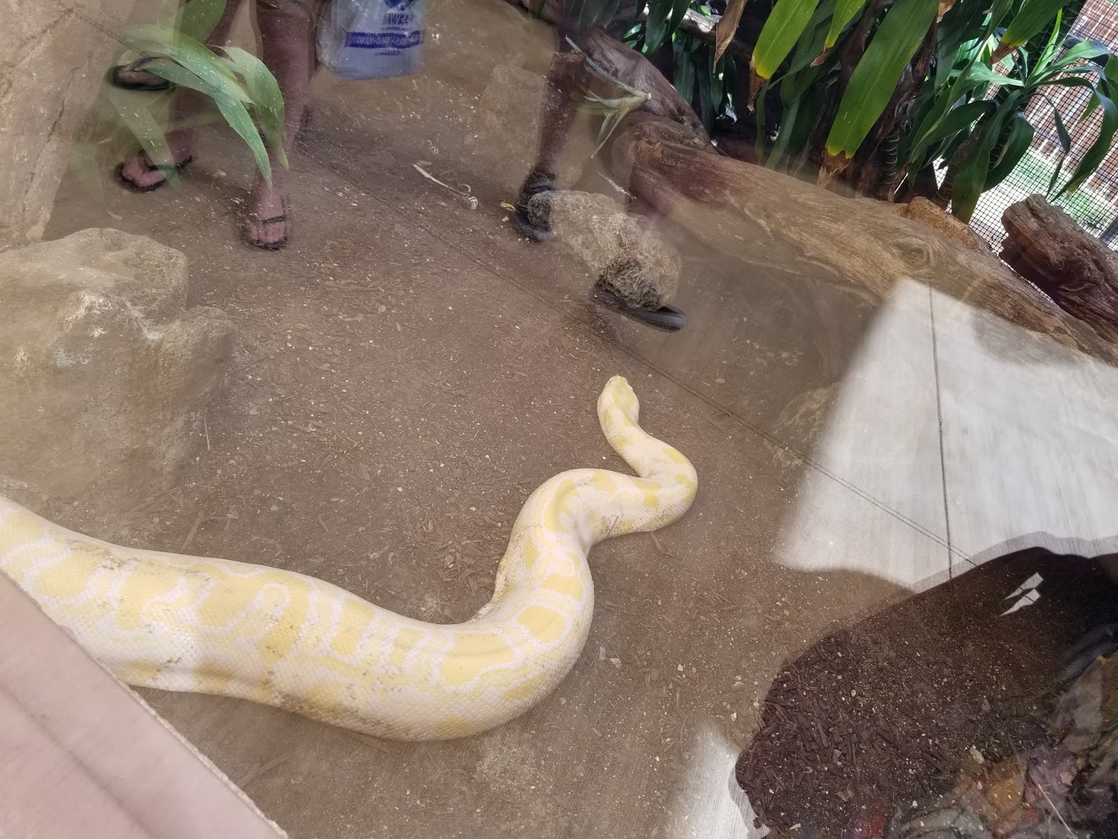 Review: Why Visit the Honolulu Zoo?