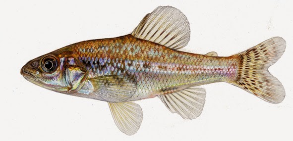 INDONESIAN FRESHWATER FISH COMMUNITY - IFFC: 2 Species of Family ...