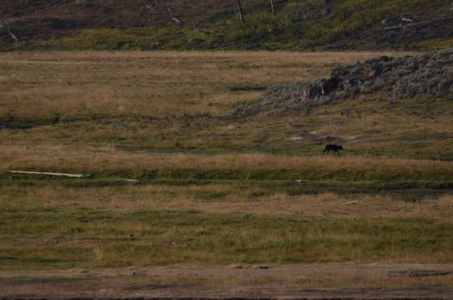 Dipper Ranch: The Lone Black Wolf - Yellowstone Reflections