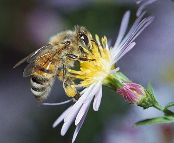 Bees | Fun Animals Wiki, Videos, Pictures, Stories