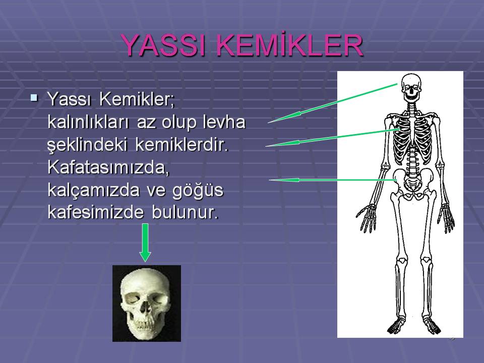 İNSAN İSKELETİ: İNSAN İSKELETİ