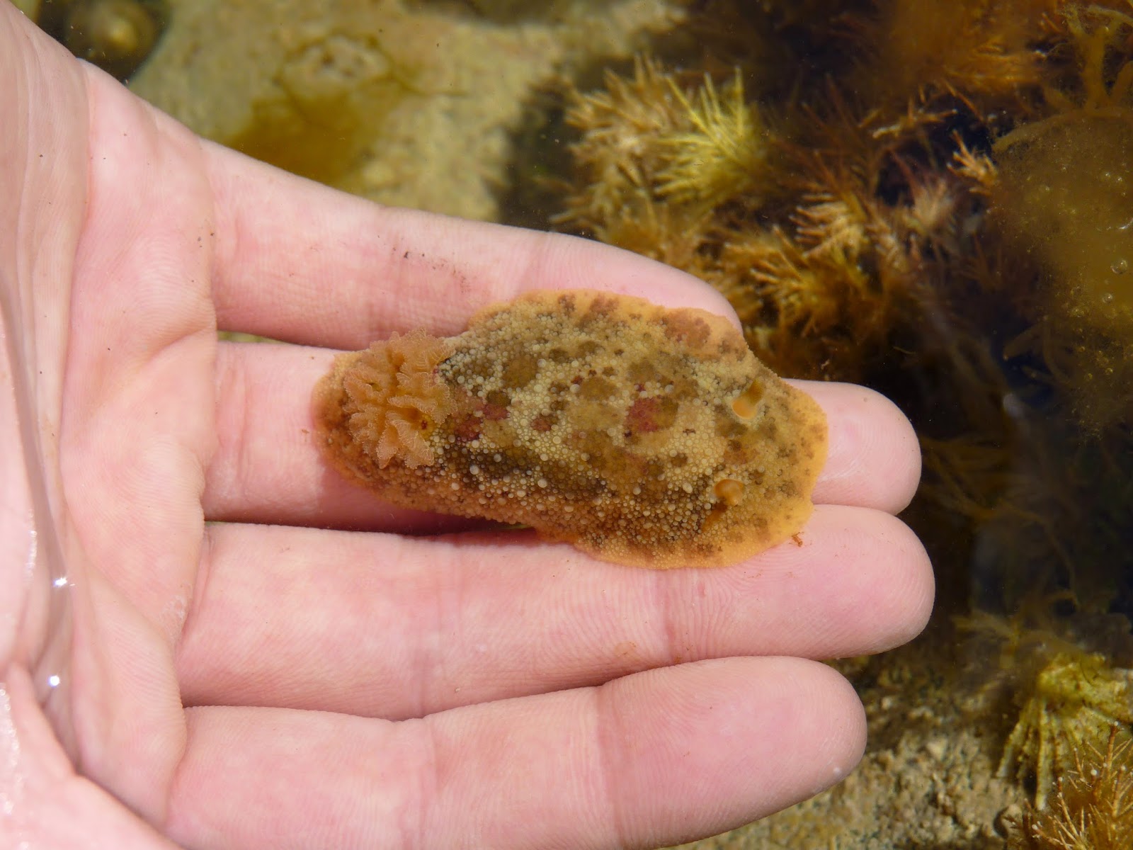Islay Natural History Trust: Down on the shore in Port Charlotte