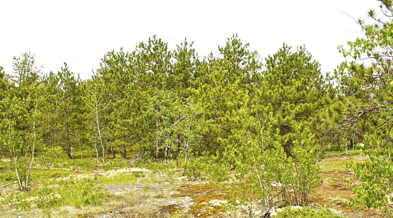 Flora Urbana: Le Pin rigide