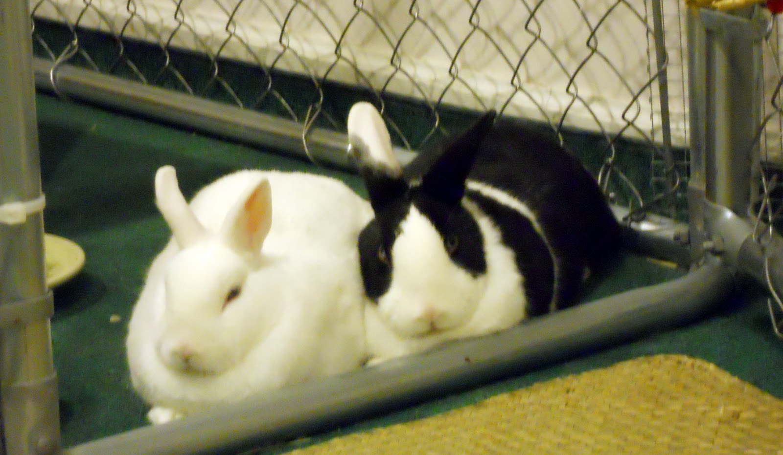 Rabbit Ramblings: Bunny guard duty - still in pairs