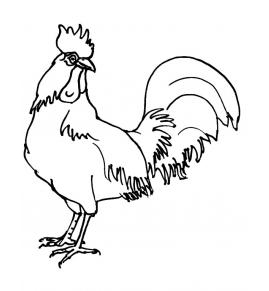 Desene de colorat si planse educative: Planse de colorat cu cocosi