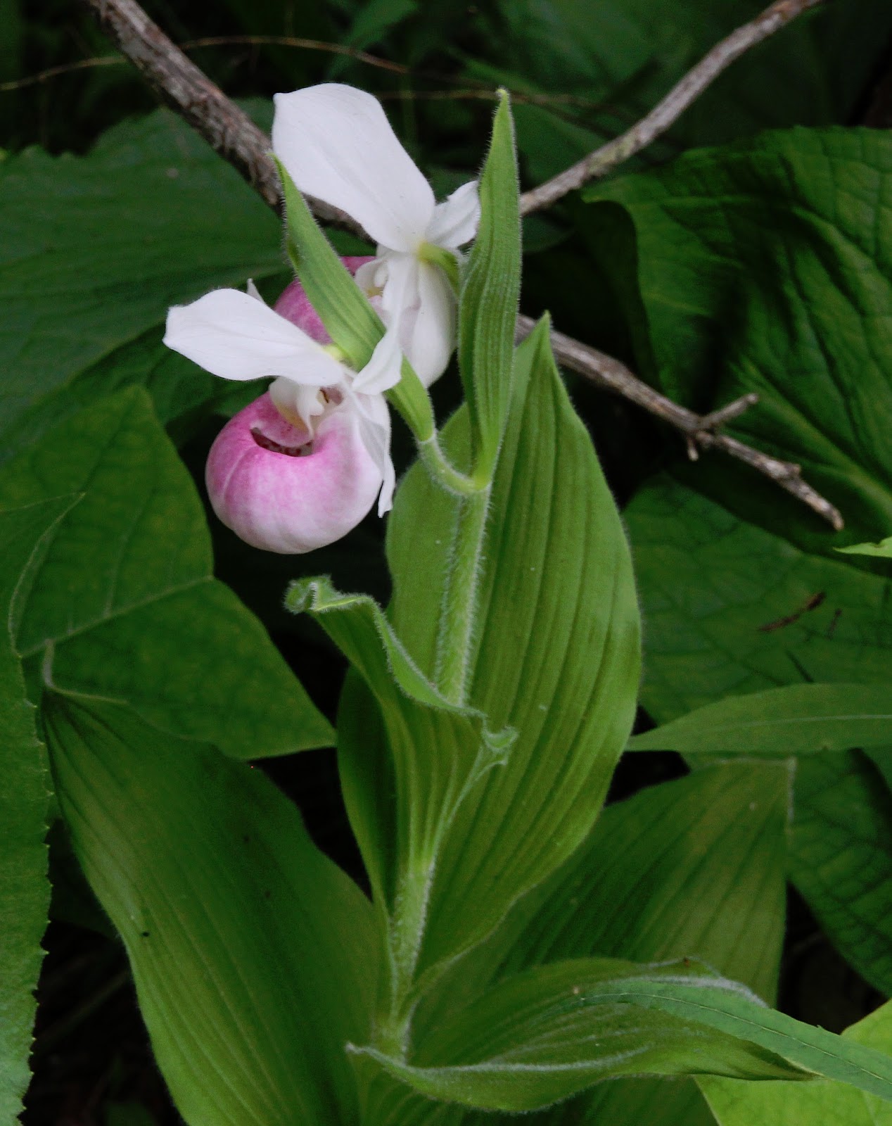 Around the Bend: Ohio Orchids 2: The Showy Lady's Slipper